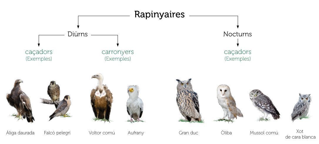Resum de la visita – Secundària – Cim d'Àligues